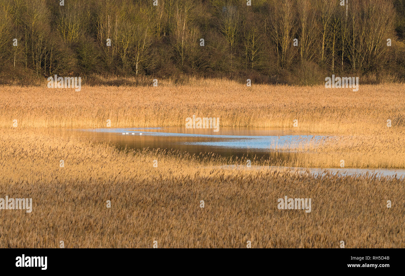 Disused quarry pit hi-res stock photography and images - Alamy