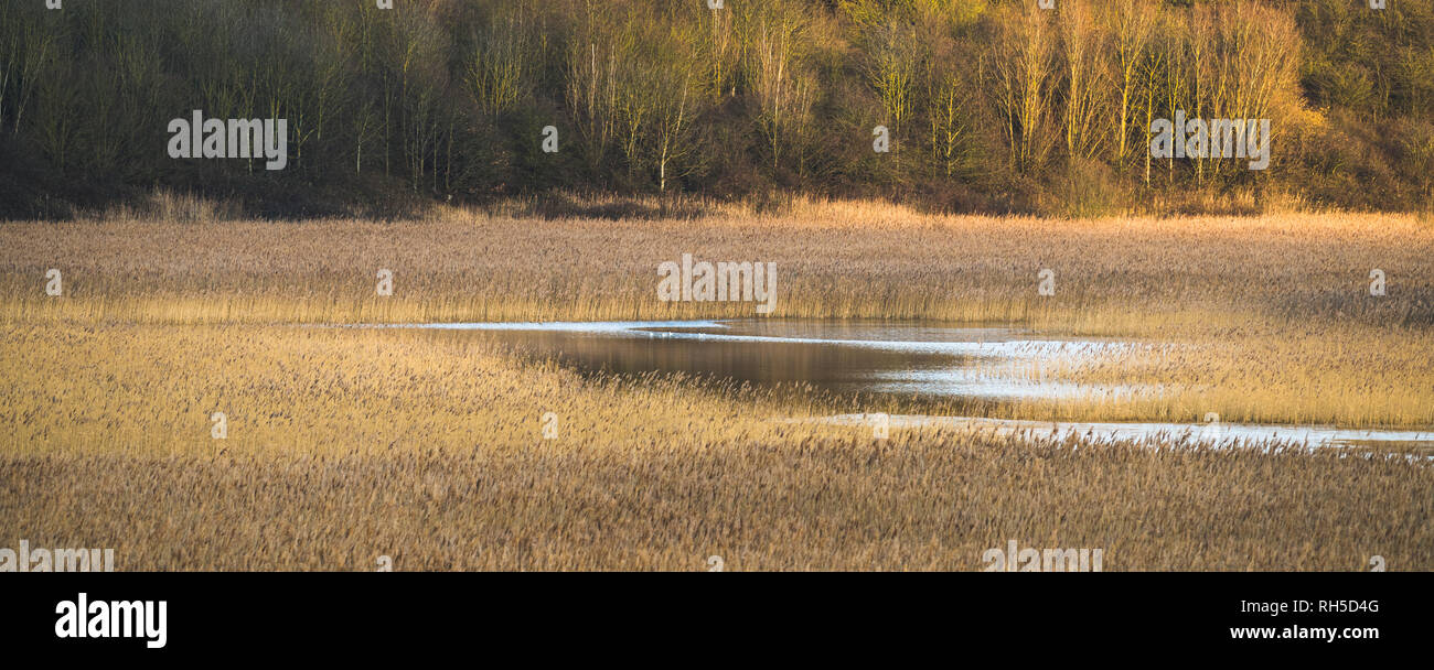 A cold winter day at Star Pit Local Nature Reserve, a former brick pit ...