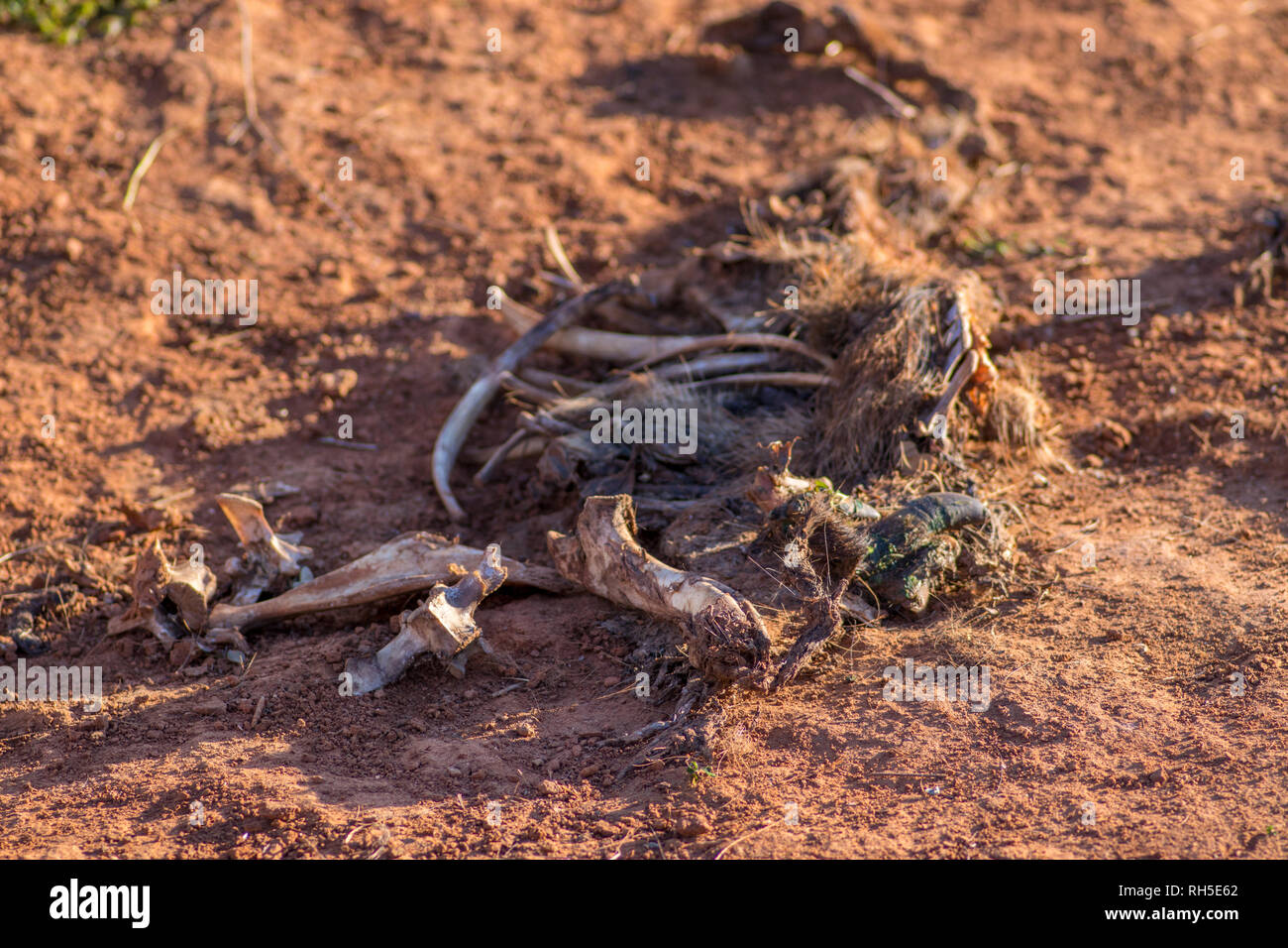 Skull horse in desert hi-res stock photography and images - Alamy