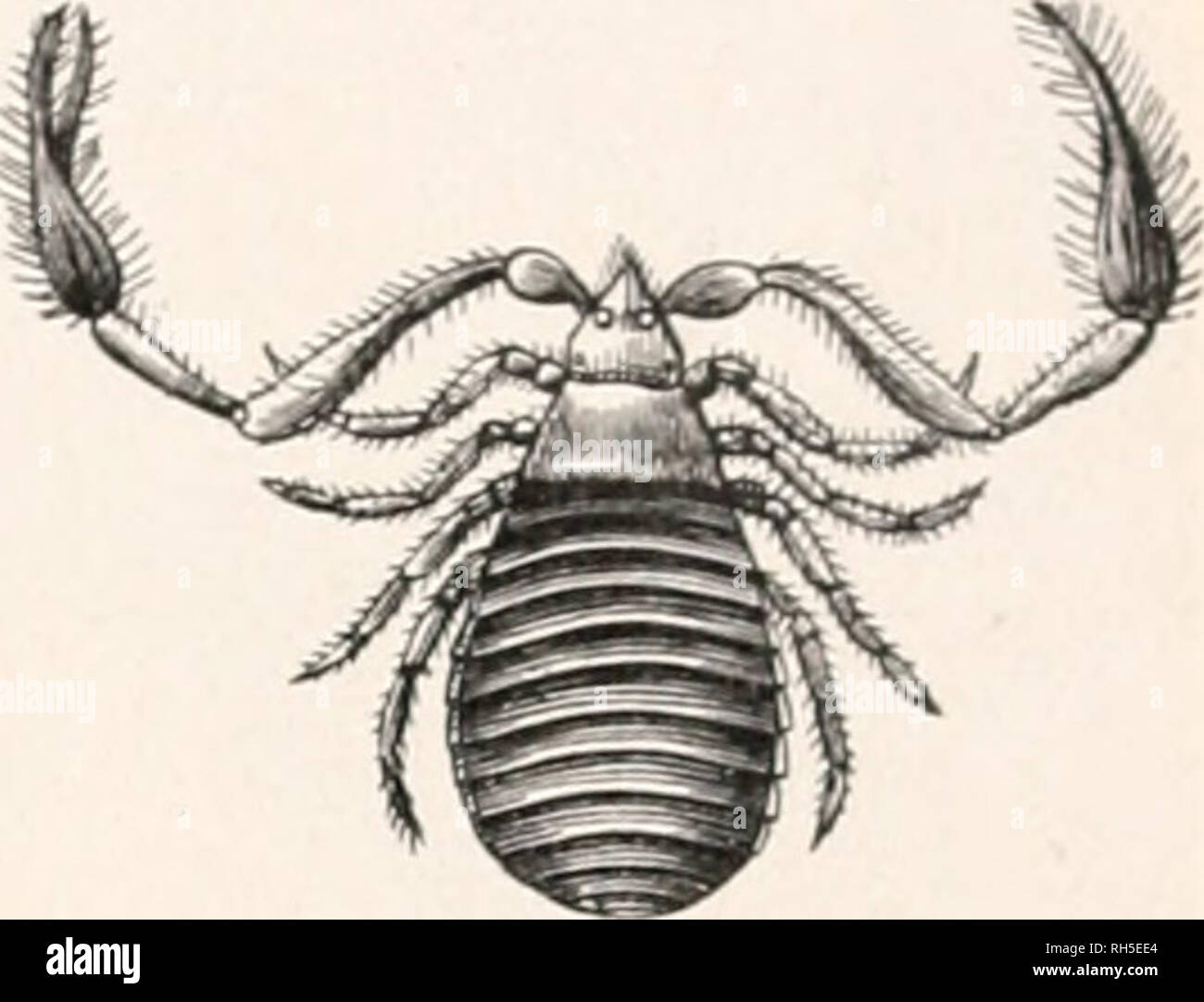 Chelifer cancroides hi-res stock photography and images - Alamy