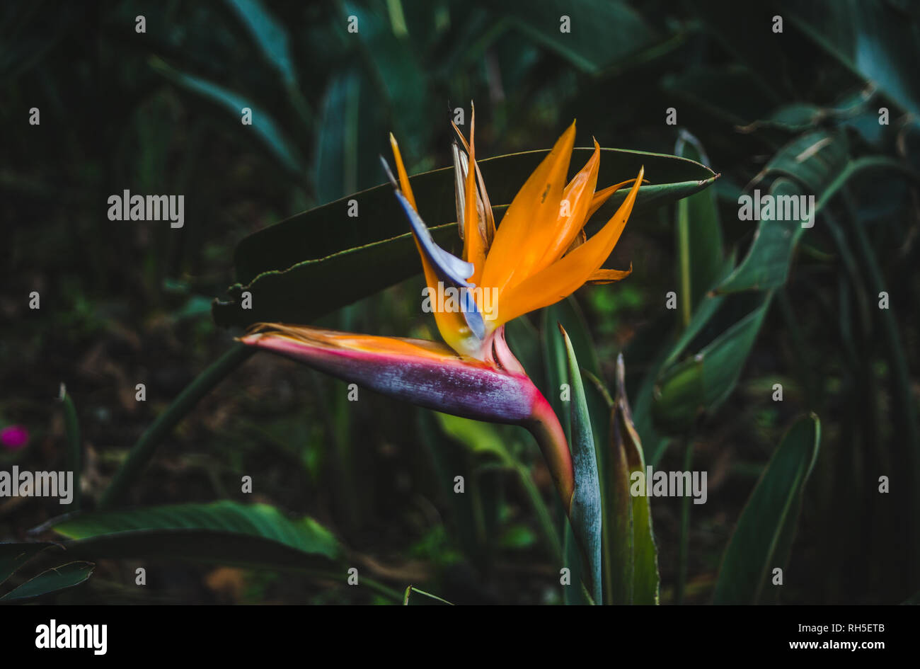 Orange and purple Strelitzia Reginae Bird of Paradise or Crane Flower ...