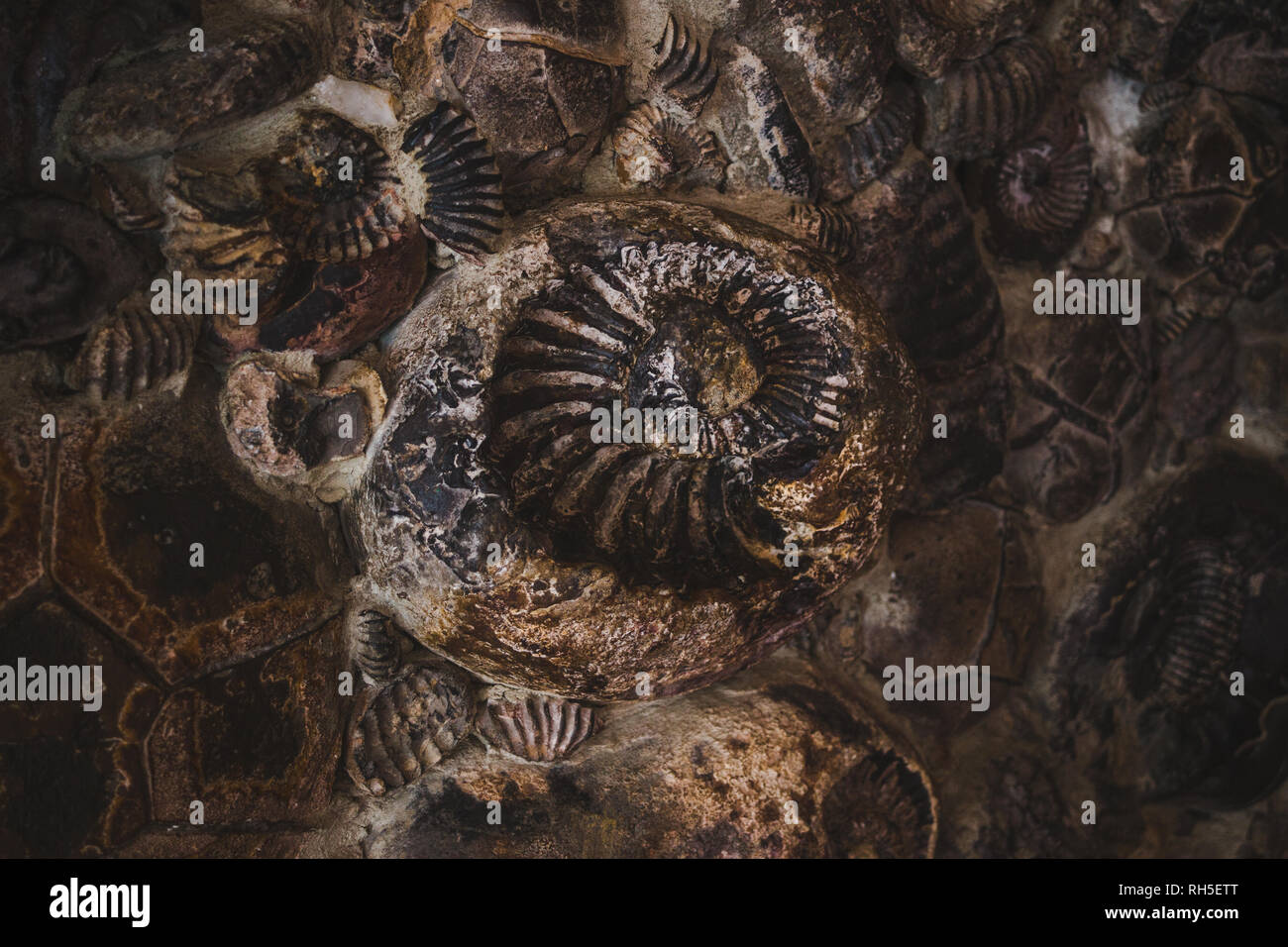 Prehistoric fossil hi-res stock photography and images - Alamy