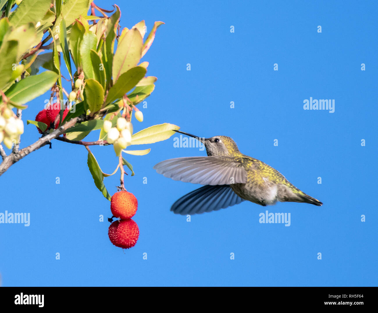 Anna's Hummingbird at a Strawberry Tree Stock Photo - Alamy