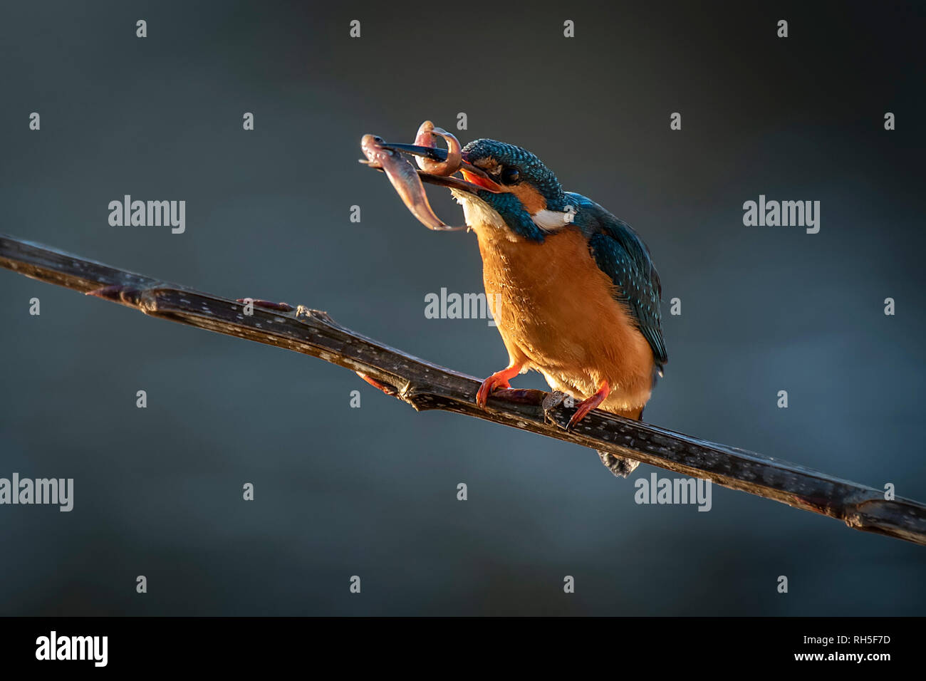 kingfisher, Alcedo atthis Stock Photo - Alamy