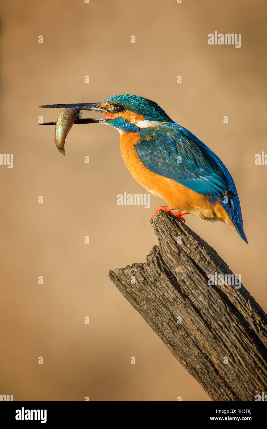 kingfisher, Alcedo atthis Stock Photo - Alamy
