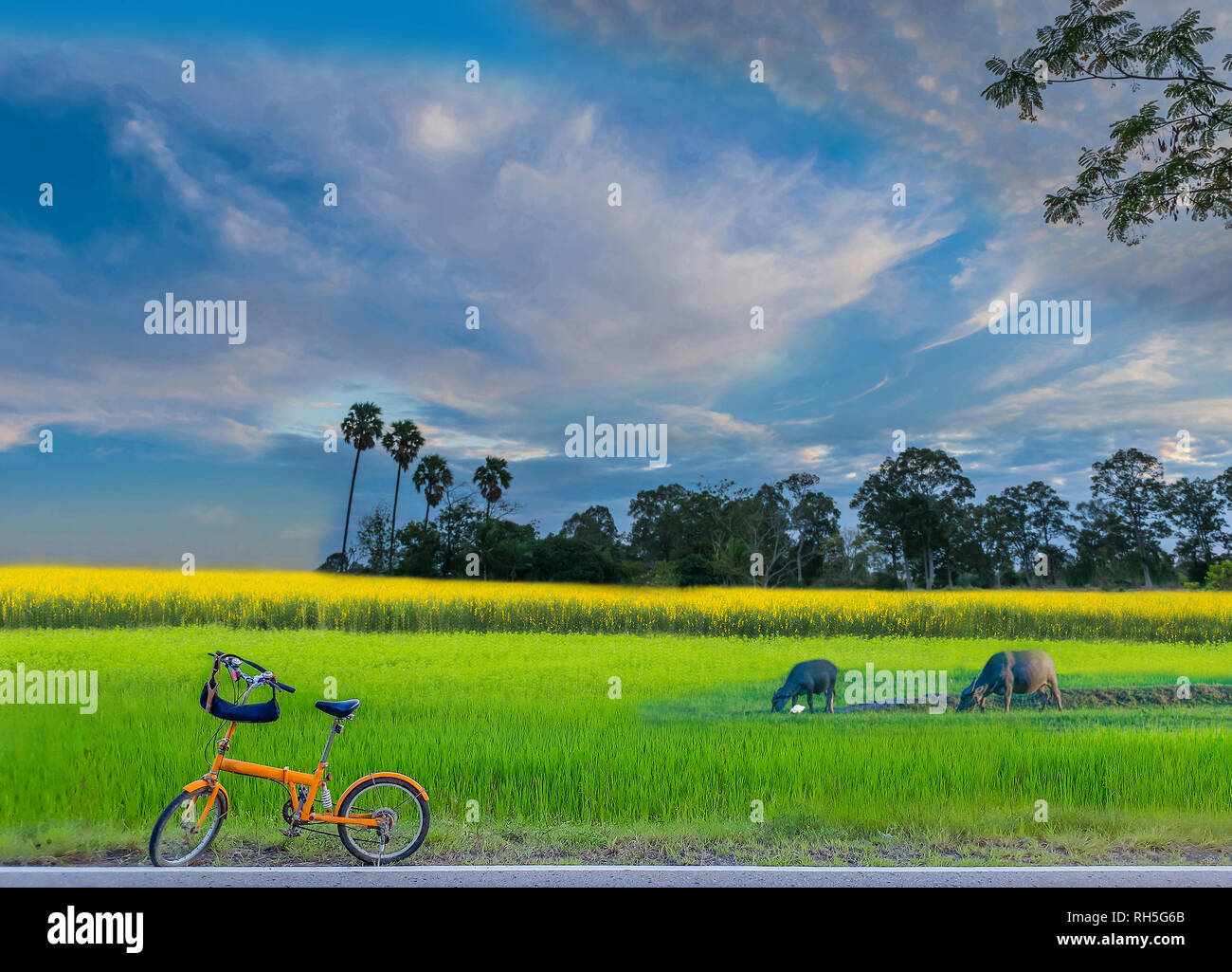 The abstract green paddy rice field, Sunn hemp, Indian hemp, yellow ...