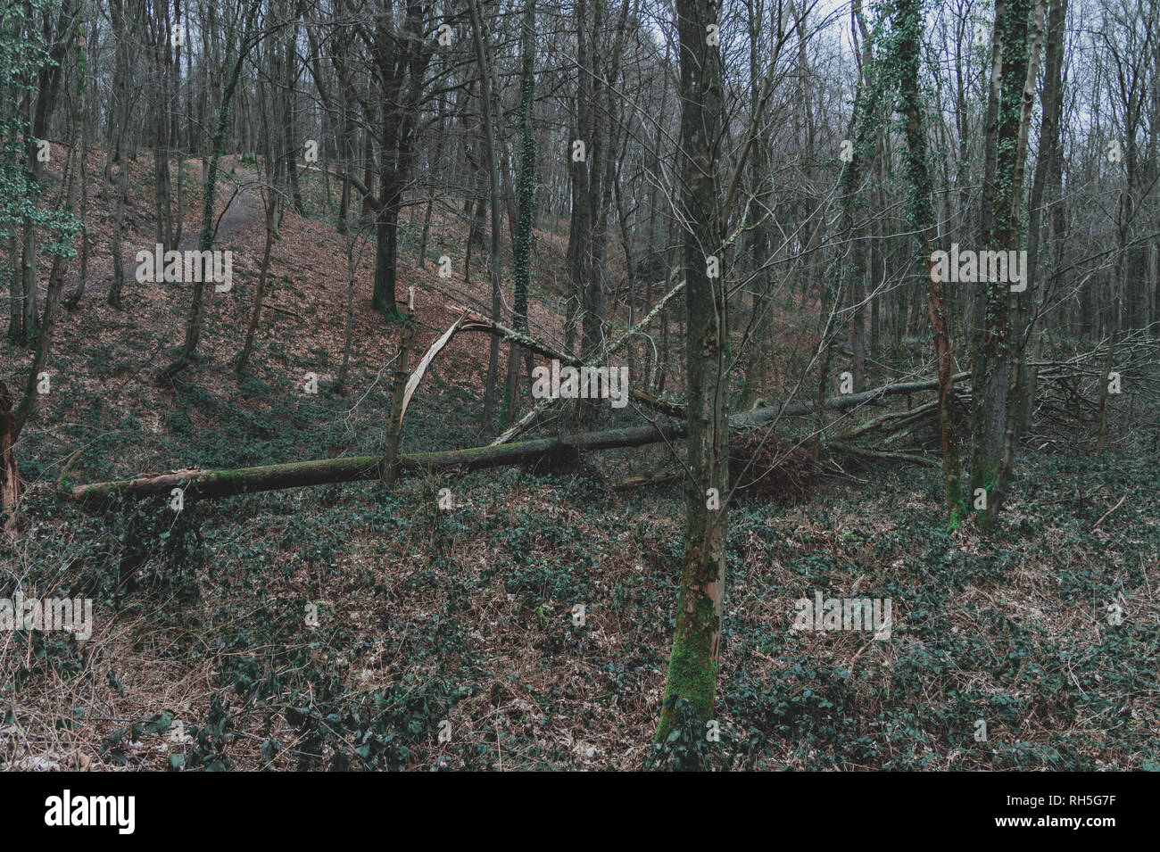 Fork of tree hi-res stock photography and images - Alamy