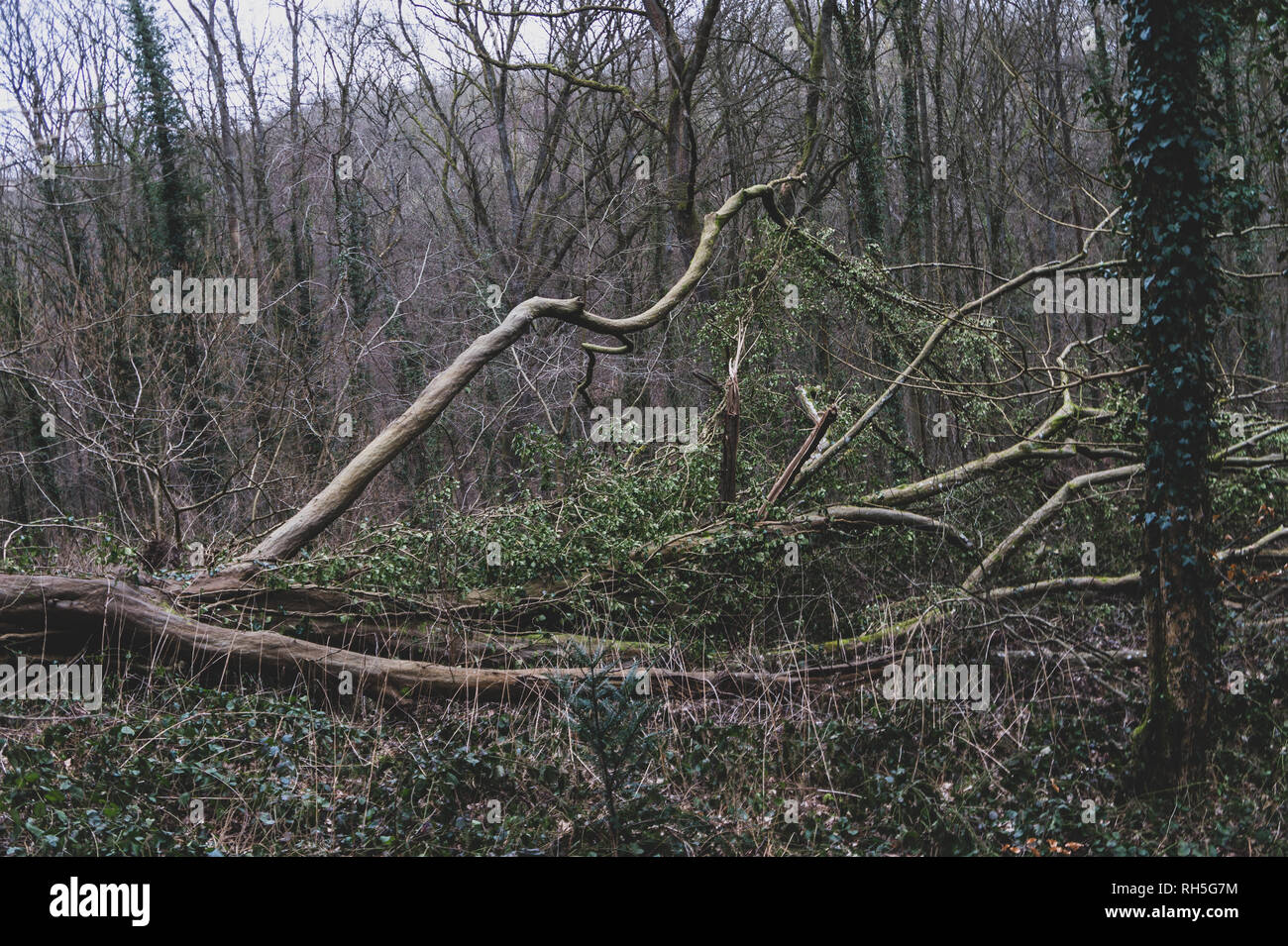Tree fork with autumn leaves hi-res stock photography and images - Alamy