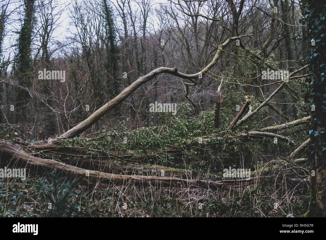 Fork of tree hi-res stock photography and images - Alamy