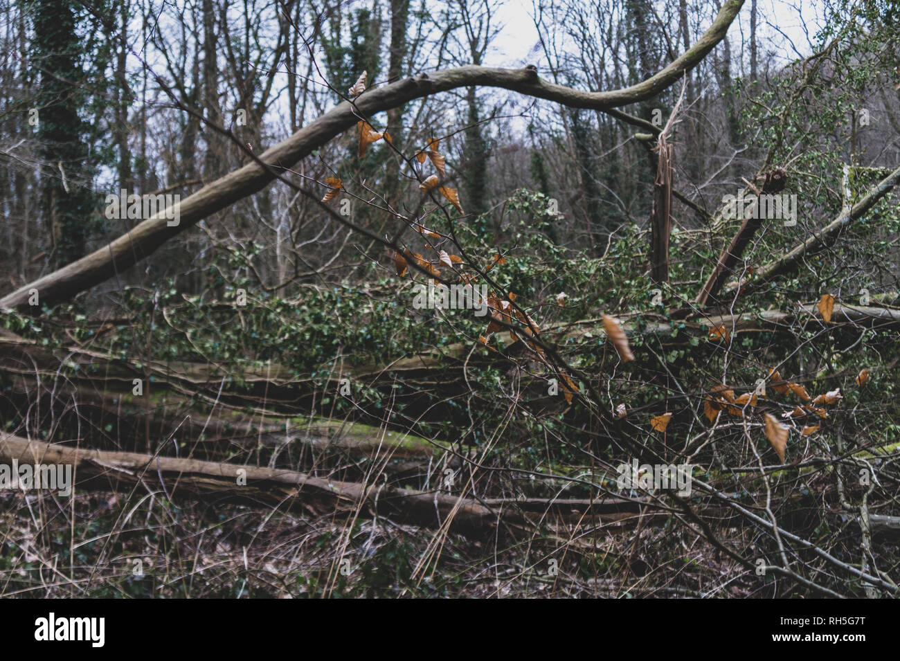 Bunch of tree branch close-up Stock Photo - Alamy