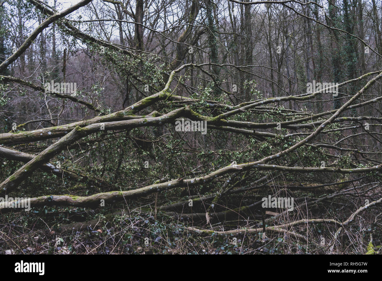Bunch of tree branch Stock Photo - Alamy