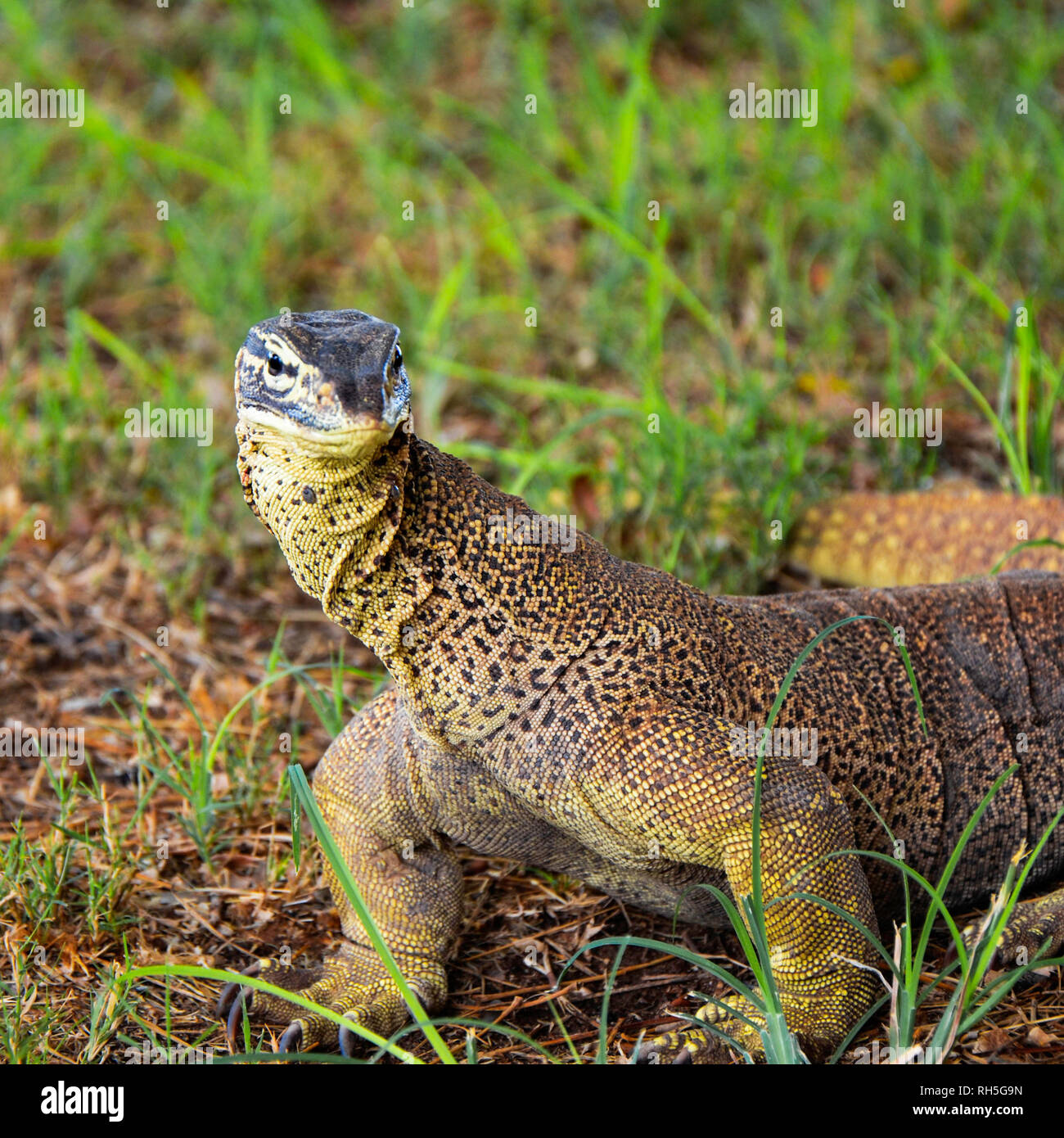 Racehorse goanna hi-res stock photography and images - Alamy