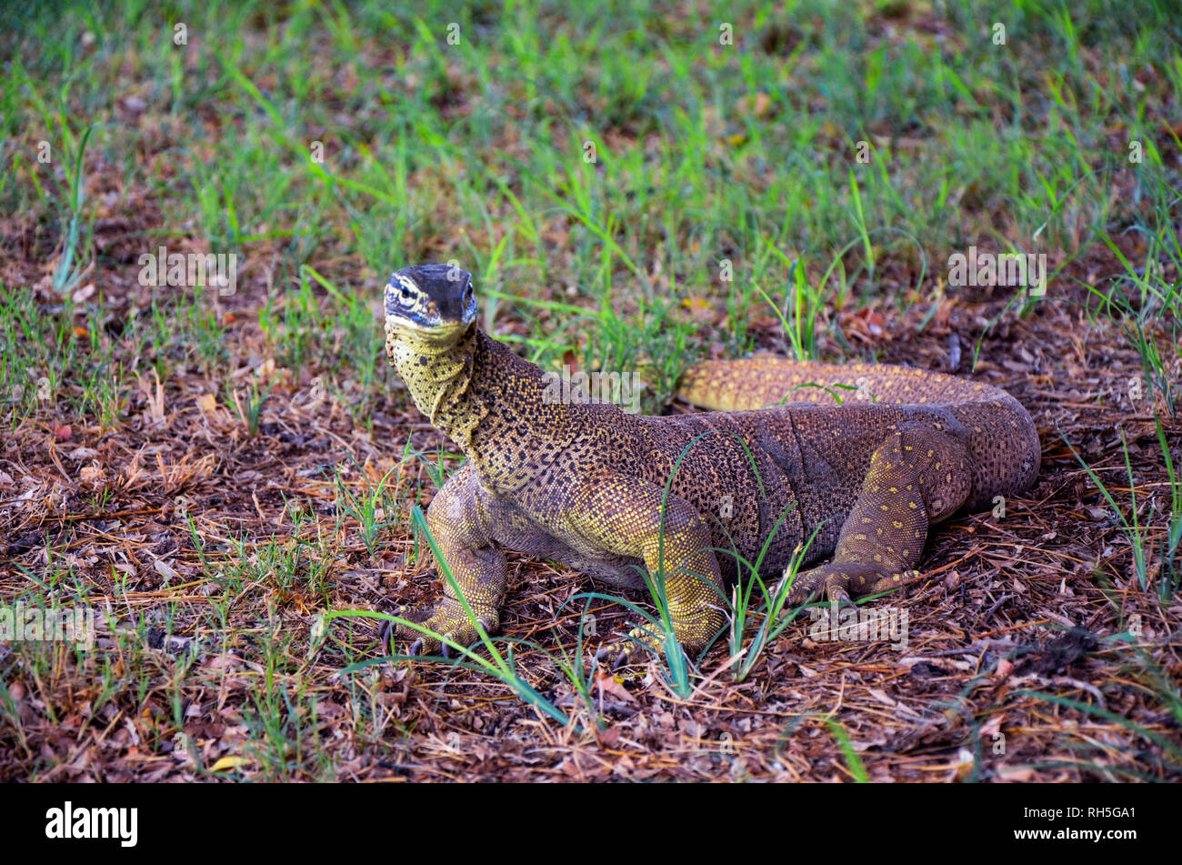 Goanna australia hi-res stock photography and images - Alamy