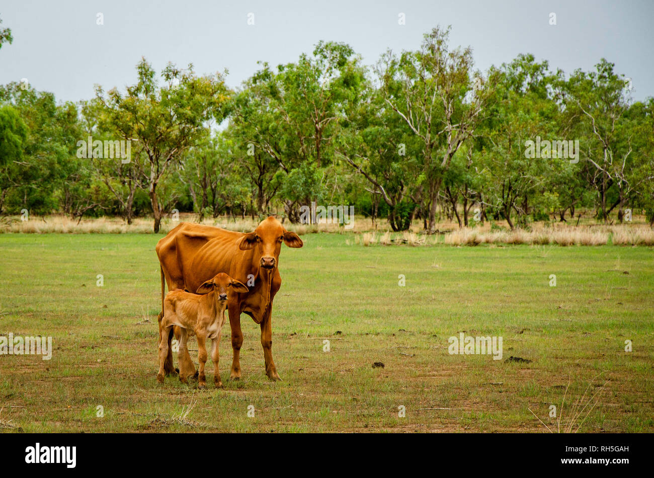 A cow and her calf in the Outback, Australia Stock Photo - Alamy