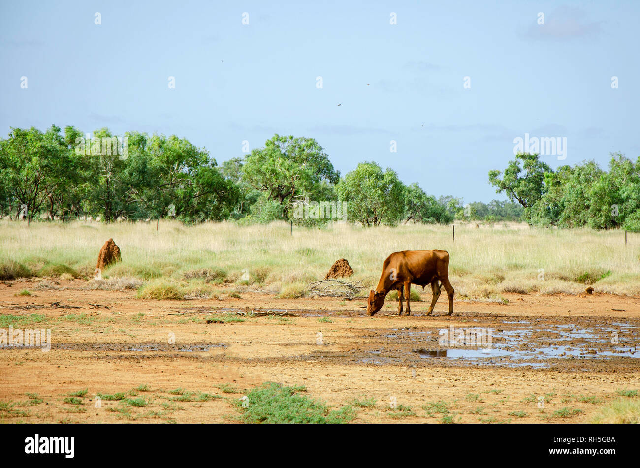 Cattle in Outback Australia Stock Photo - Alamy