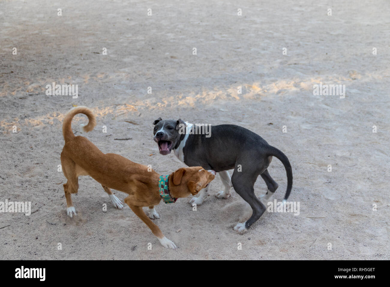 podenco and pitbull fighting Stock Photo - Alamy