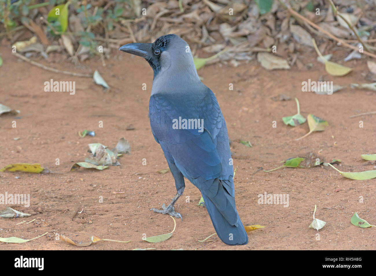 House Crow on the Jungle Floor in Nagarhole National Park in India ...