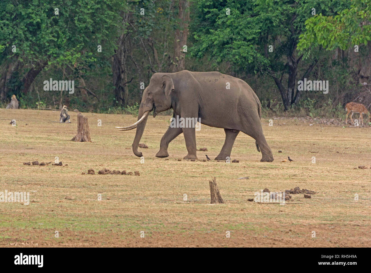 Large Male Elephant along the Kabini River in Nagarhole National Park ...