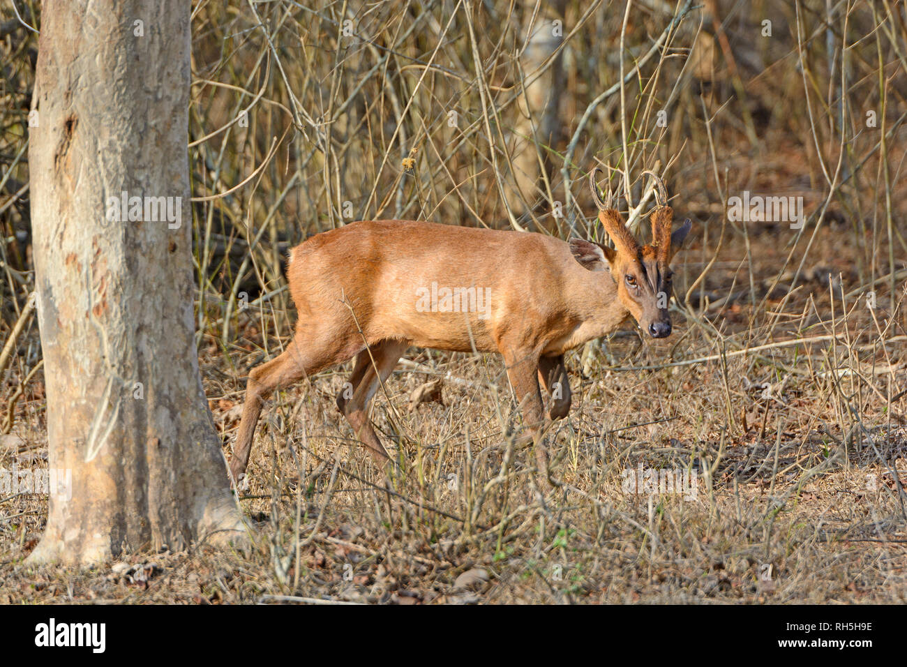 Indian muntjac hi-res stock photography and images - Alamy