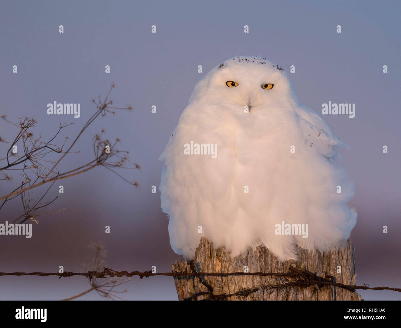Male snowy owl hi-res stock photography and images - Alamy