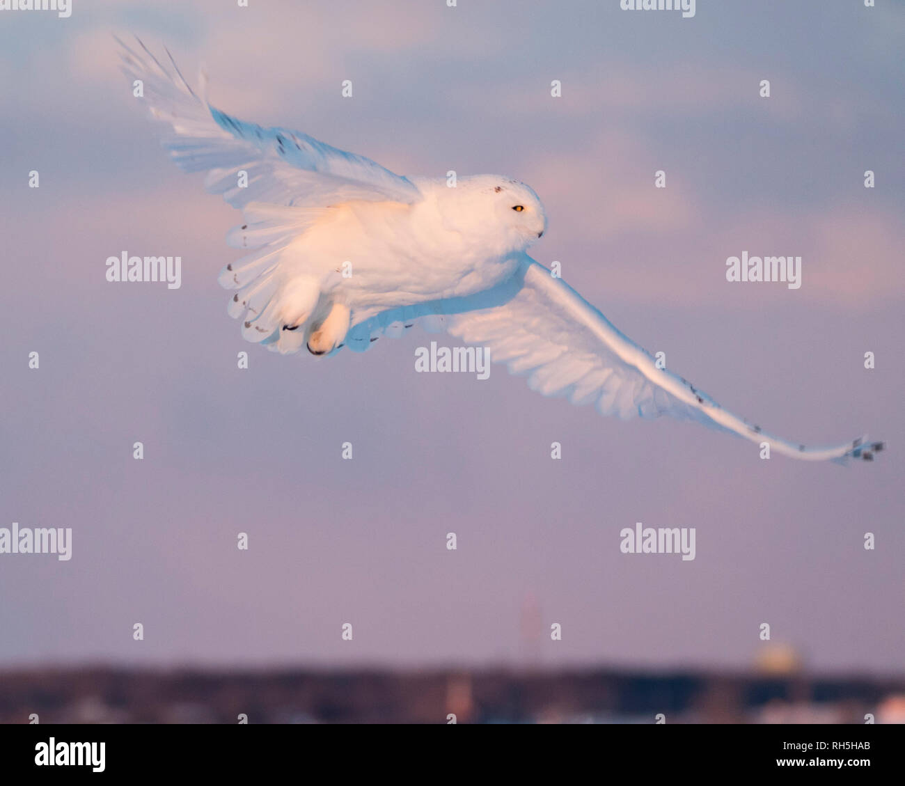Male snowy owl flying over a farm filed at sunset, Ottawa, Canada Stock ...