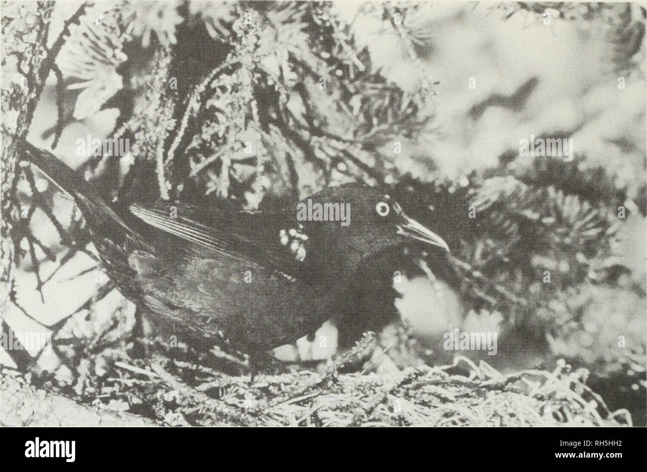 . Breeding birds of Ontario : nidiology and distribution. Birds; Birds ...