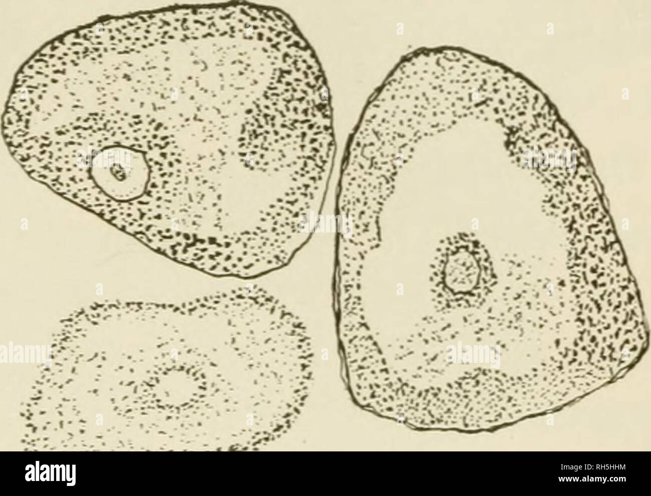 Primordial follicle hi-res stock photography and images - Alamy