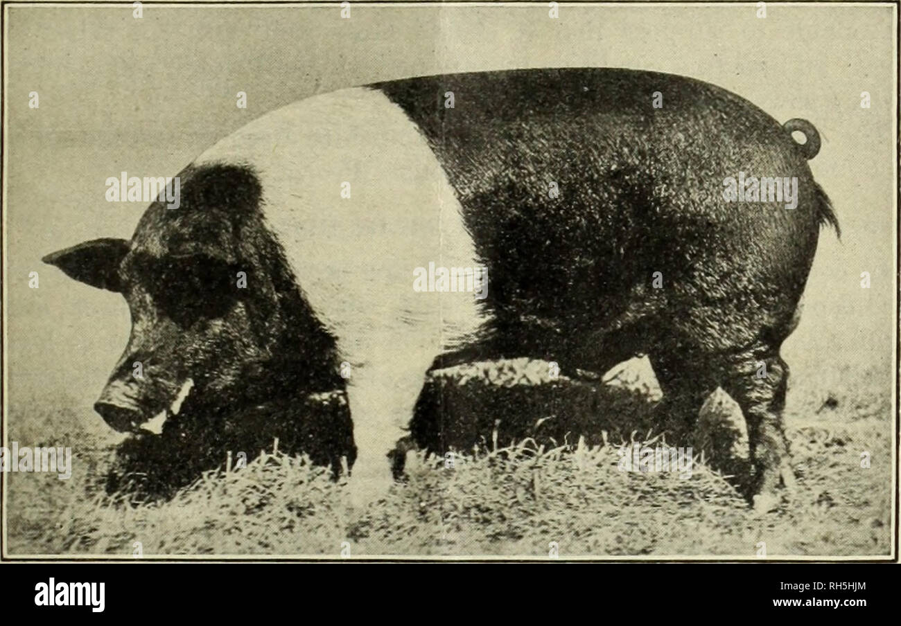 Boar hams hi-res stock photography and images - Alamy