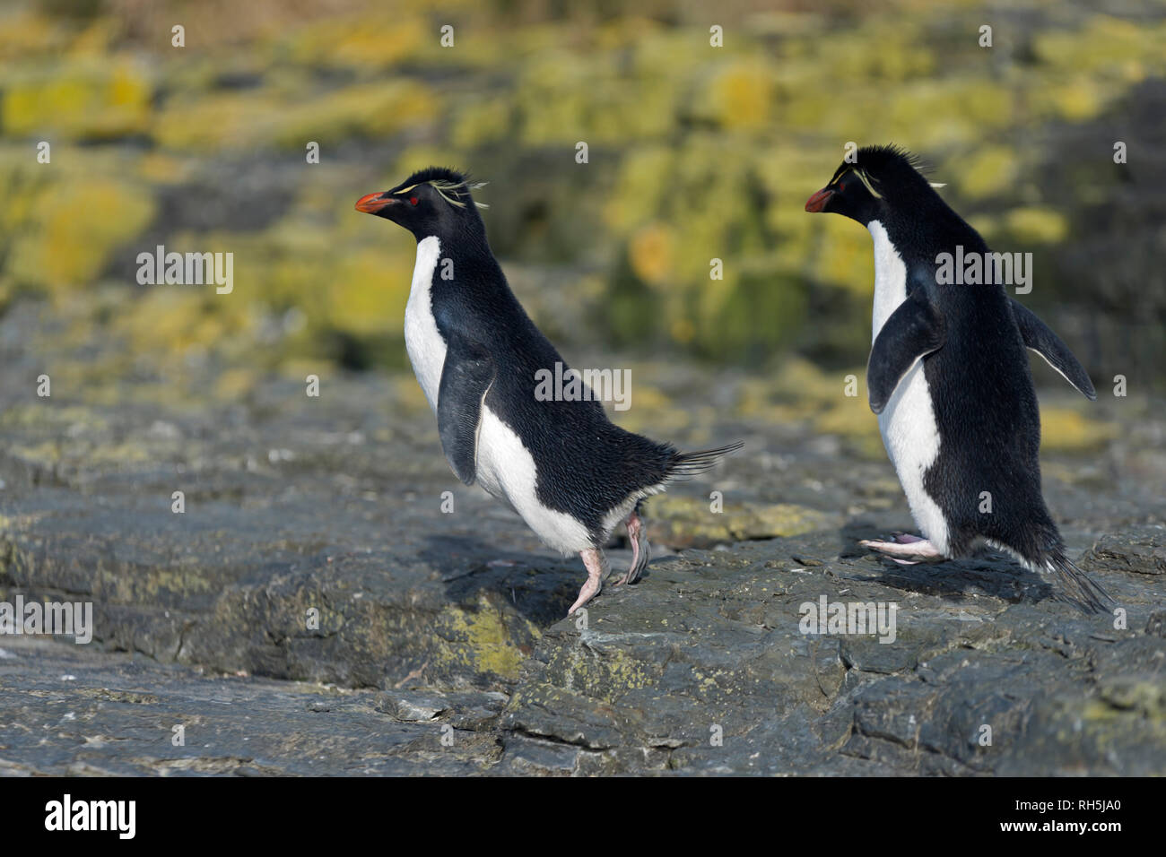 rockhopper penguins eudyptes chrysocome side on jumping across rocks ...
