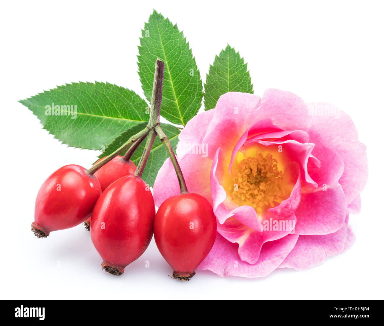 Rose-hips with rose flower isolated on a white background Stock Photo ...