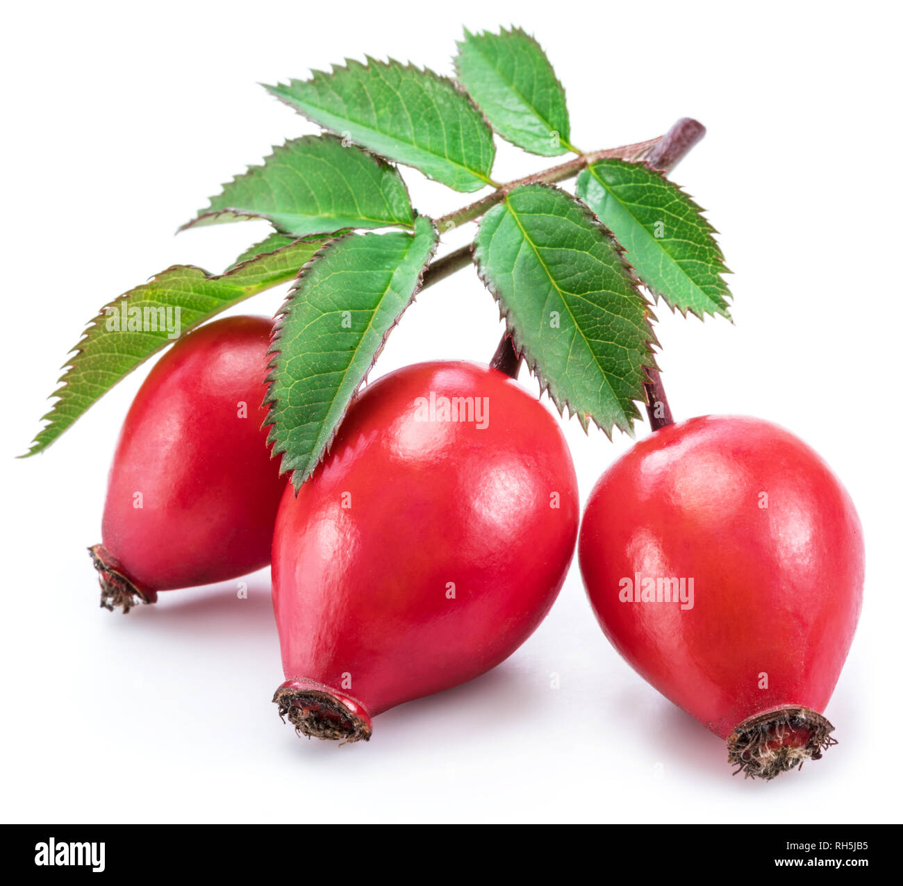 Rose-hips with rose leaves isolated on a white background Stock Photo ...