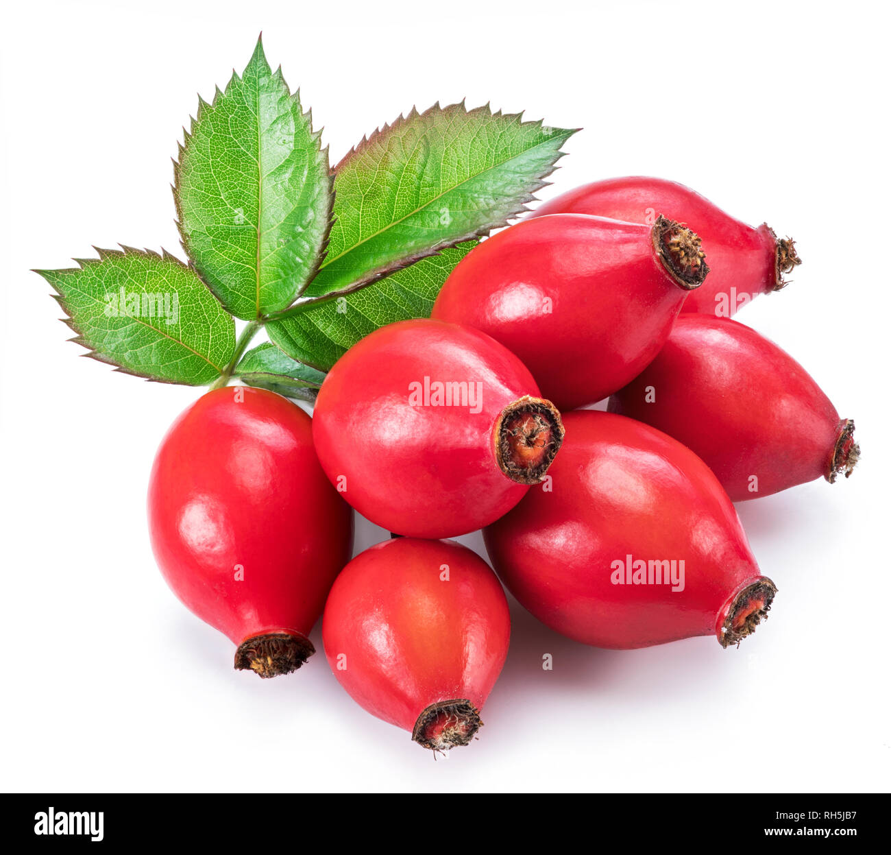 Rose-hips with rose leaves isolated on a white background Stock Photo ...