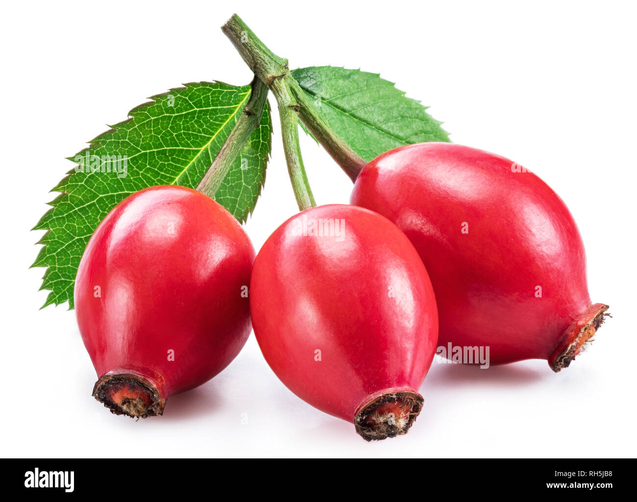Rose-hips with rose leaves isolated on a white background Stock Photo ...