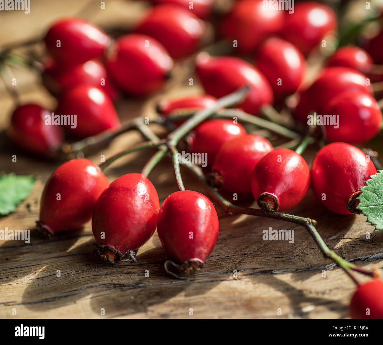 Dog rose red berries growing on a plant rose hi-res stock photography ...