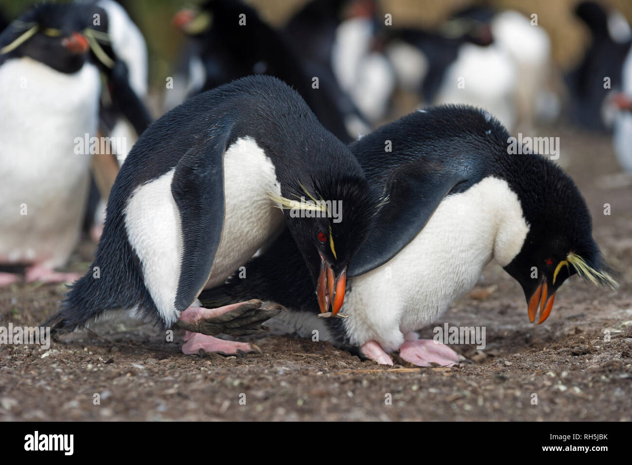 rockhopper penguins eudyptes chrysocome standing at nest site heads ...