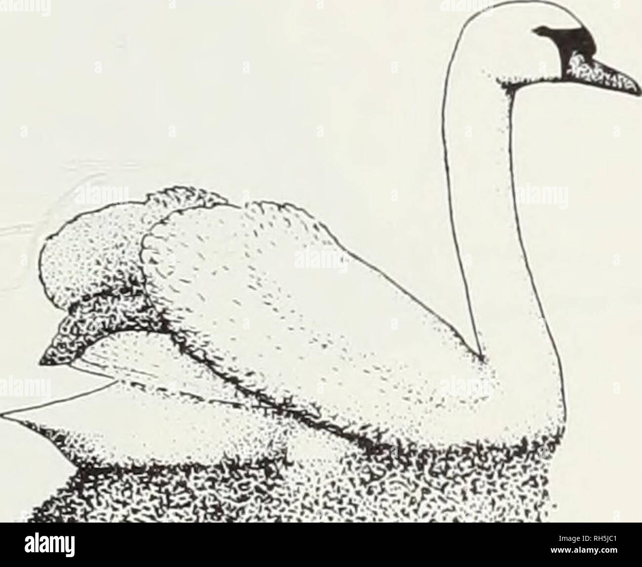 . Breeding birds of Ontario : nidiology and distribution. Birds; Birds ...