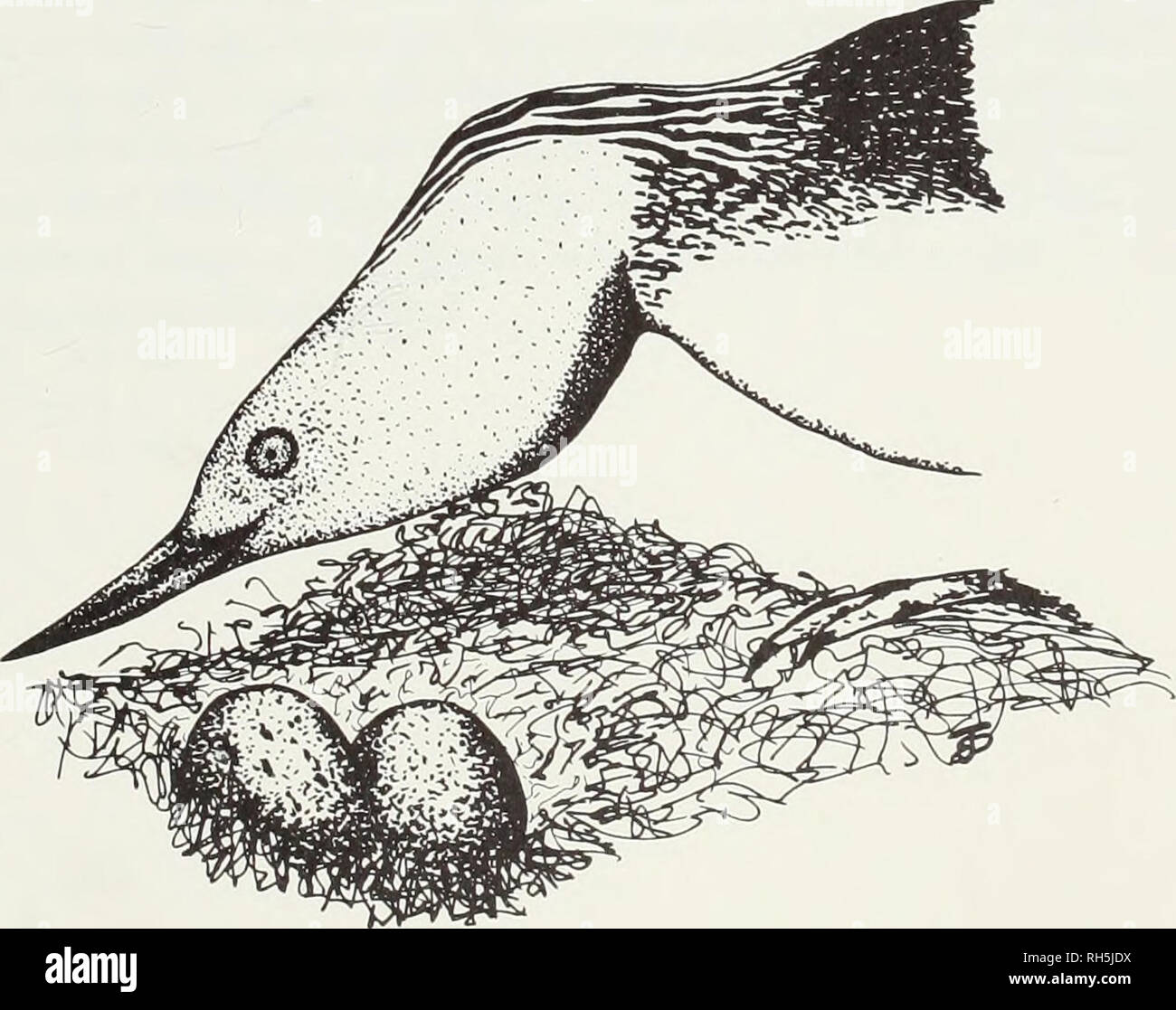 Birds found around ponds hi-res stock photography and images - Alamy