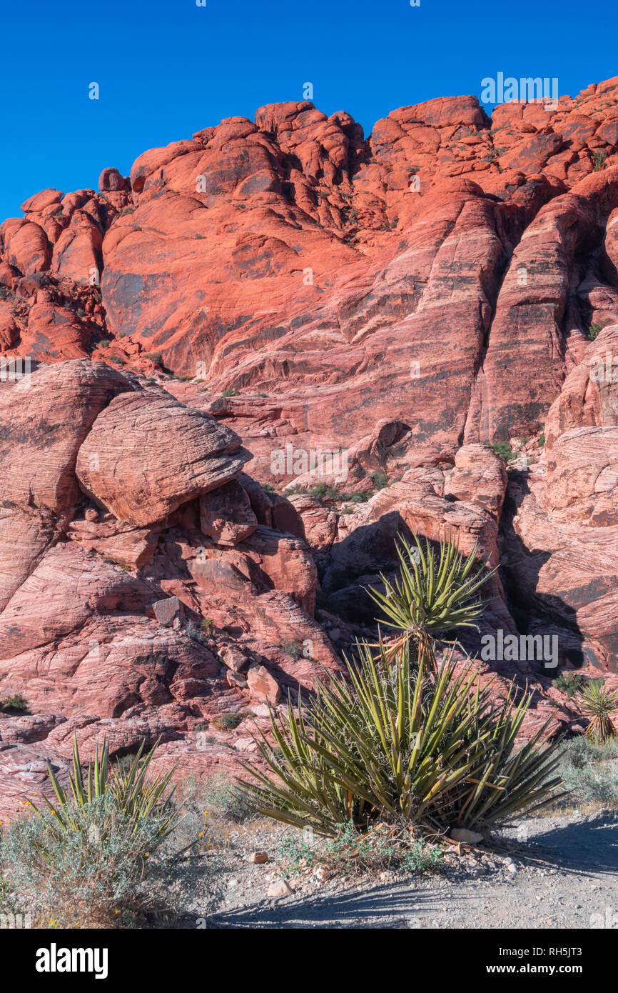 Red Rock Canyon, Las Vegas, Nevada, USA Stock Photo - Alamy