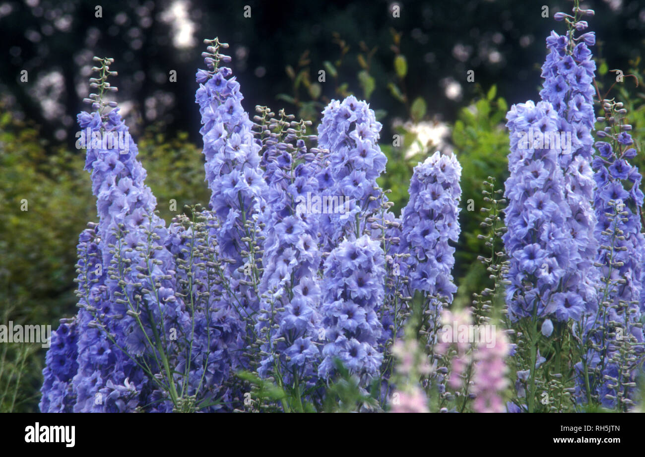 DELPHINIUM FLOWERS 'BABY DOLL' Stock Photo - Alamy