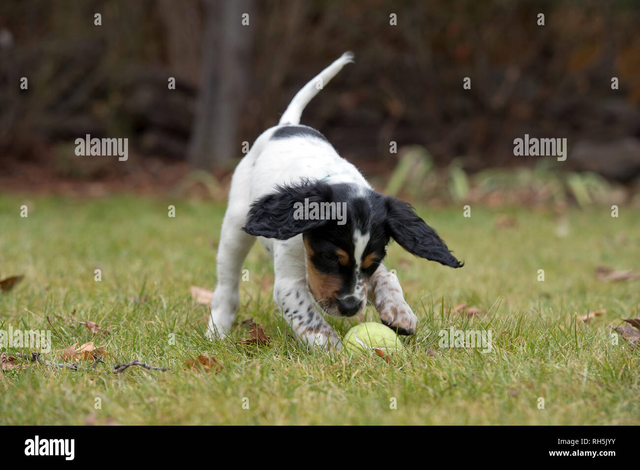 English eight ball hi-res stock photography and images - Alamy