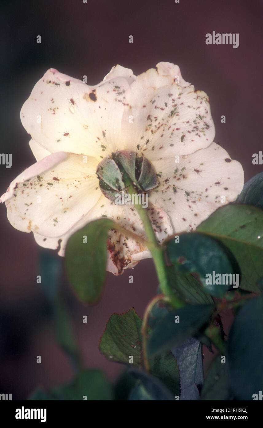 WHITE FLOWERING ROSE INFESTED WITH APHIDS Stock Photo - Alamy