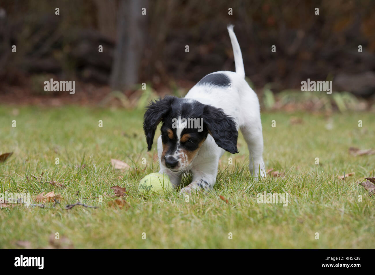 Eight-week-old English setter puppy playing with tennis ball Stock ...
