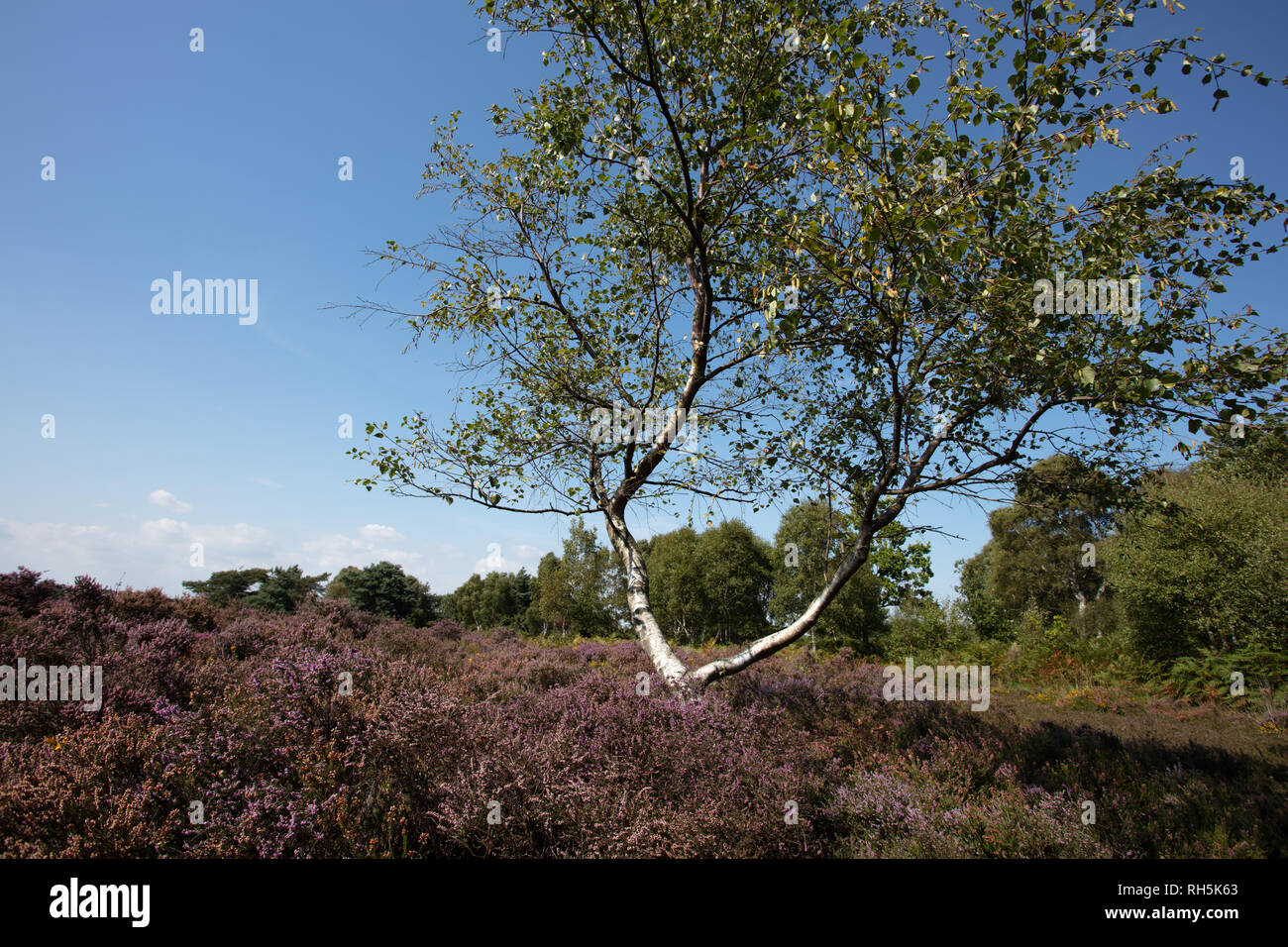 A look at the trees Stock Photo - Alamy