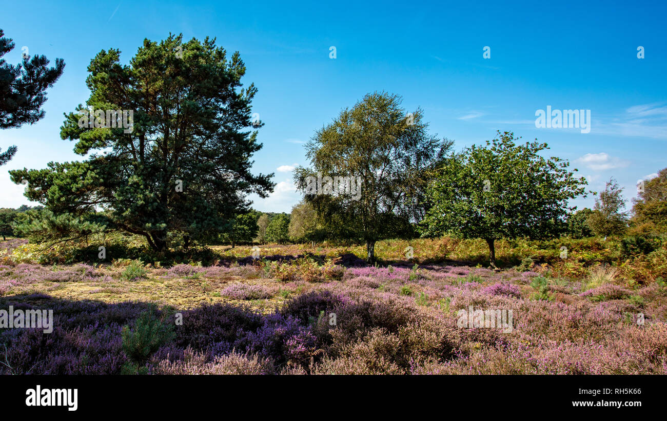 A look at the trees Stock Photo - Alamy