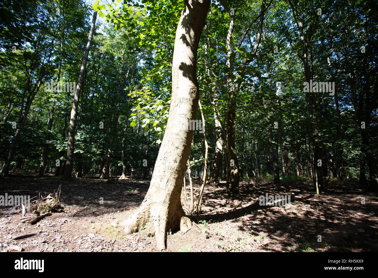 A look at the trees Stock Photo - Alamy
