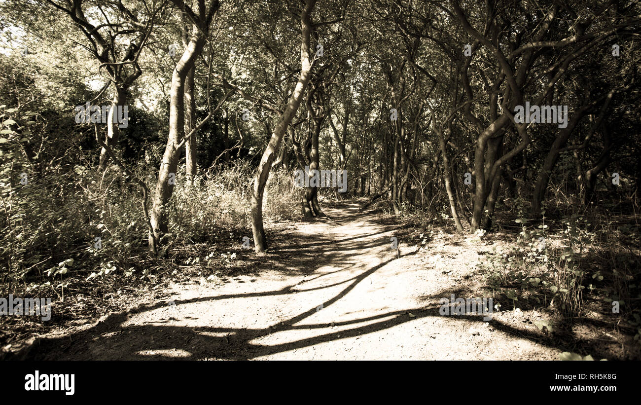 A look at the trees Stock Photo - Alamy