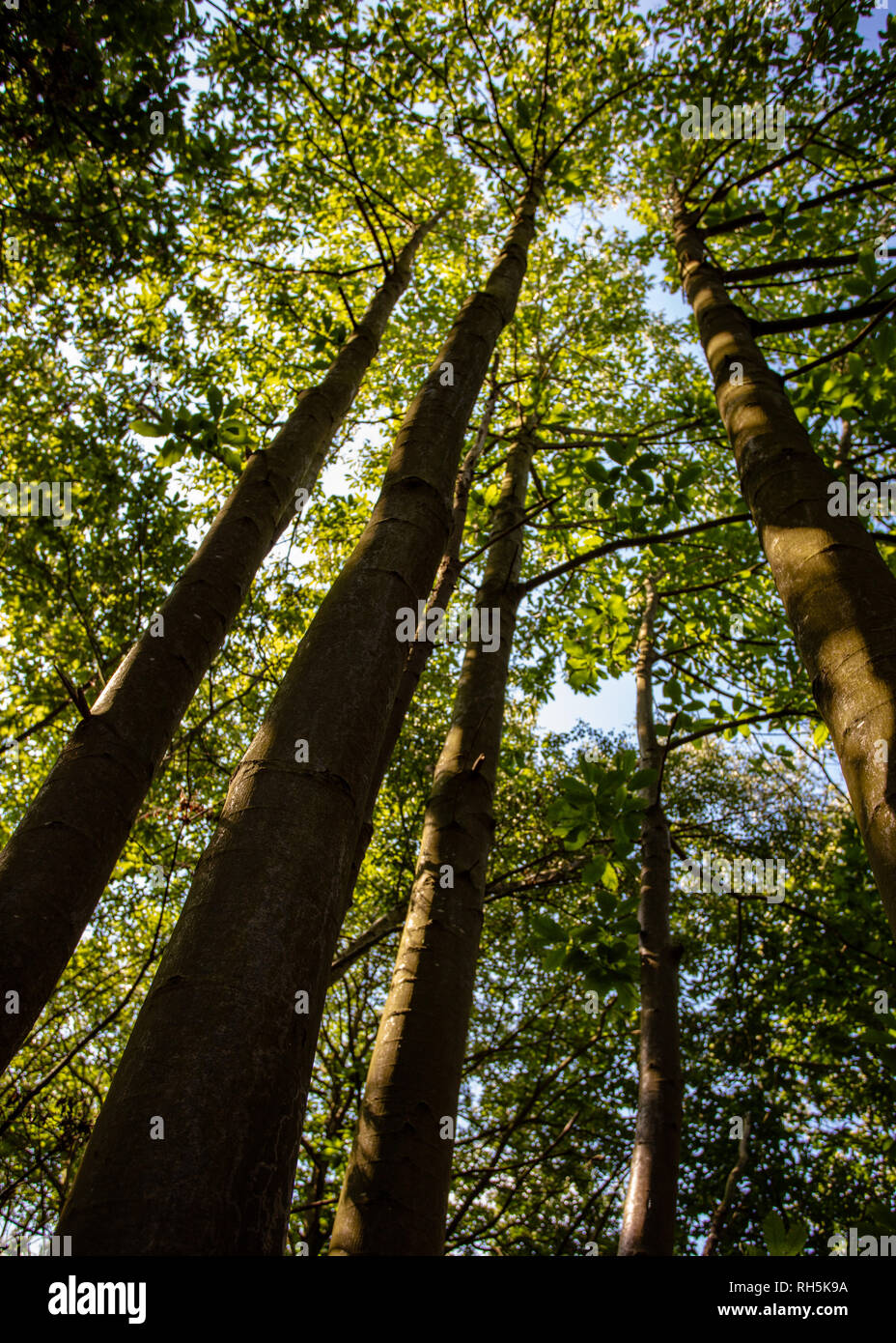 A look at the trees Stock Photo - Alamy