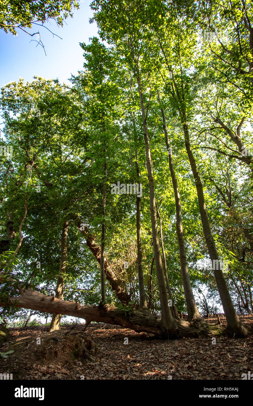 A look at the trees Stock Photo - Alamy