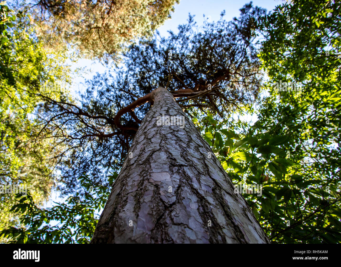 A look at the trees Stock Photo - Alamy