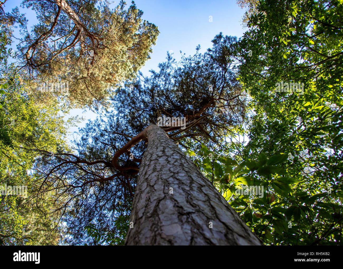 A look at the trees Stock Photo - Alamy